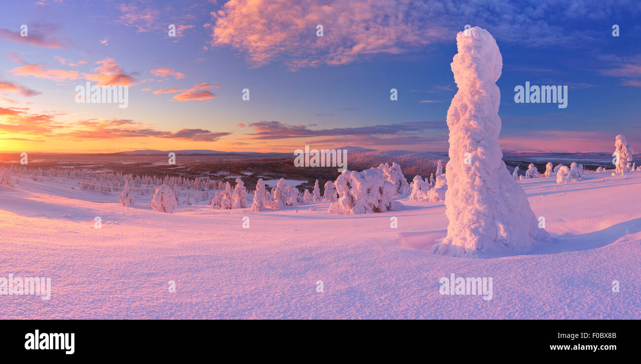 Frozen trees on top of the Levi Fell in Finnish Lapland. Photographed ...