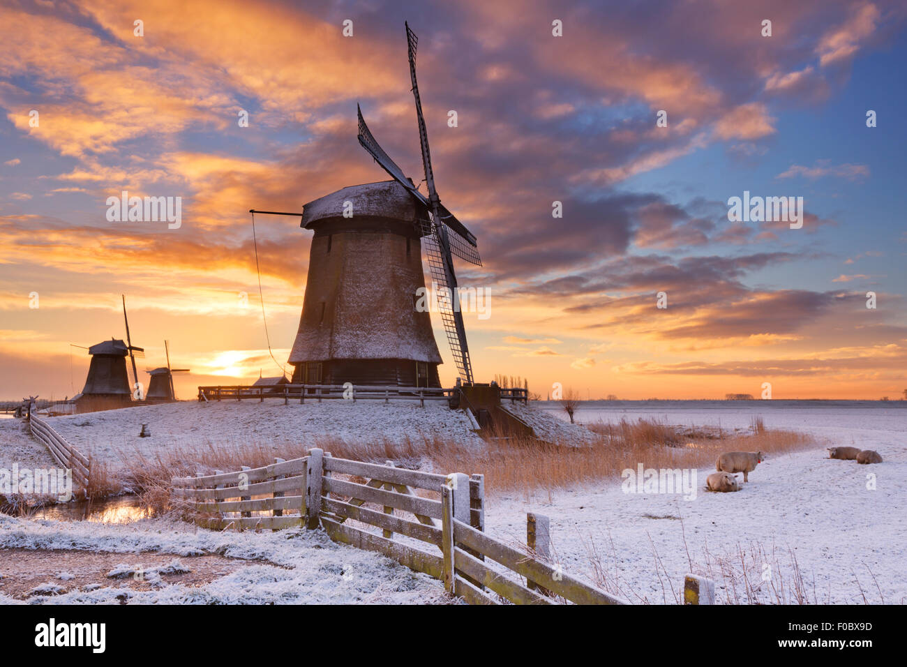 Traditional Dutch windmills on a beautiful winter morning at sunrise ...