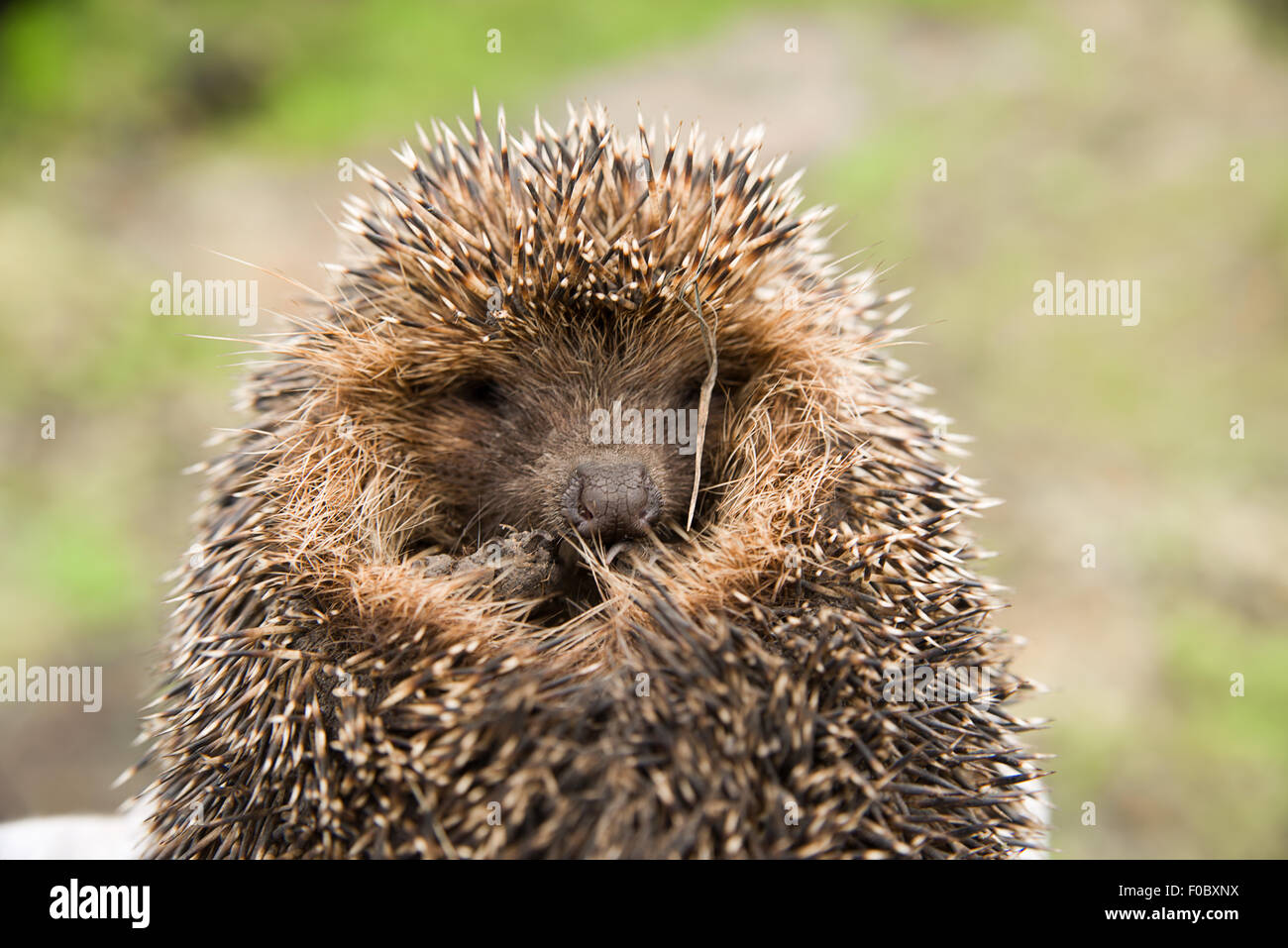 Hedgehog curled. Seen sharp spikes hedgehog Stock Photo - Alamy