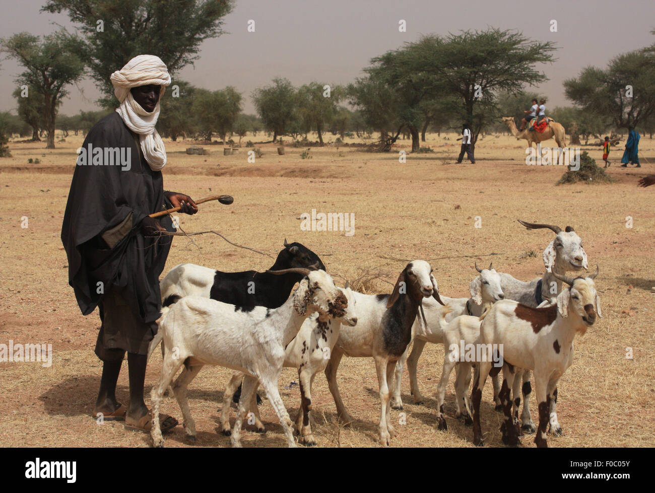 Boy shepherd sheep flock hi-res stock photography and images - Alamy