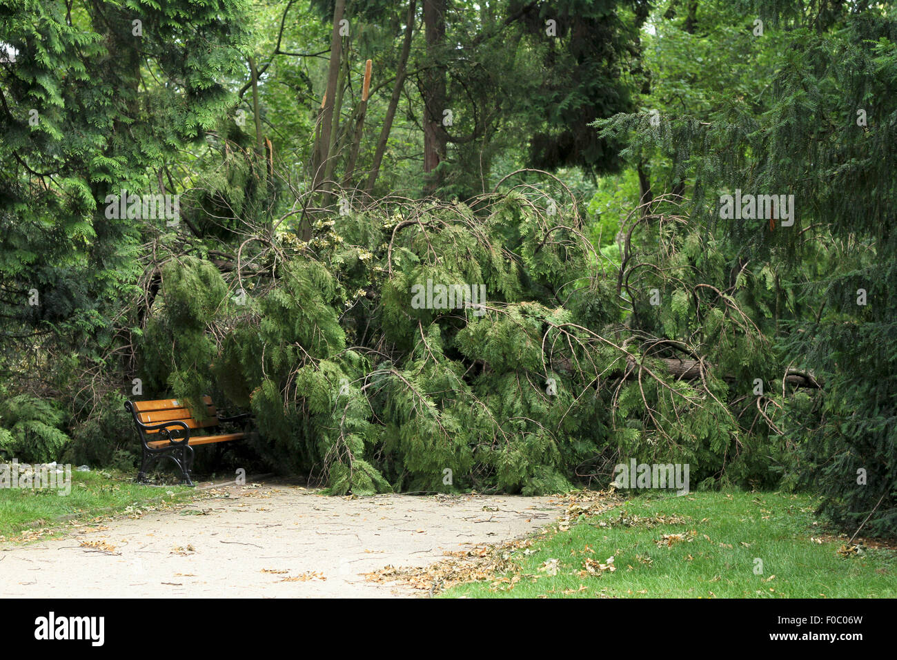 Fallen tree in park Stock Photo - Alamy