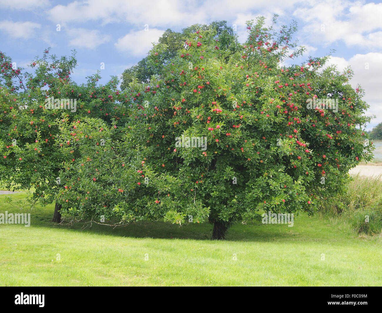 Apple trees laden with a good crop of ripe red eating apples ...