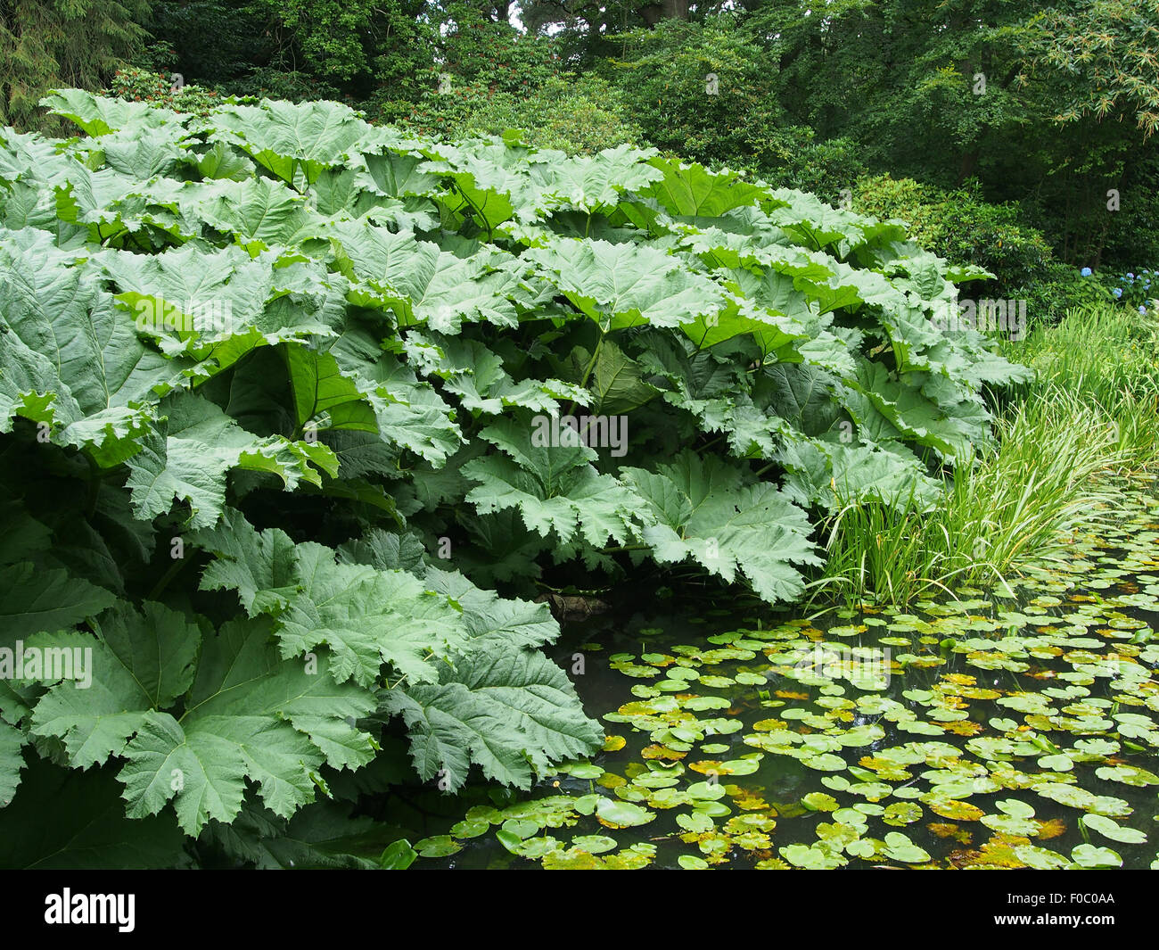 Gunnera plants hi-res stock photography and images - Alamy