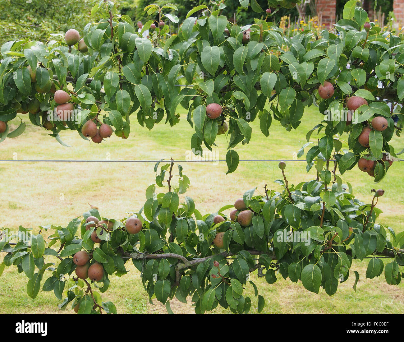 Pear growing on the tree hi-res stock photography and images - Alamy