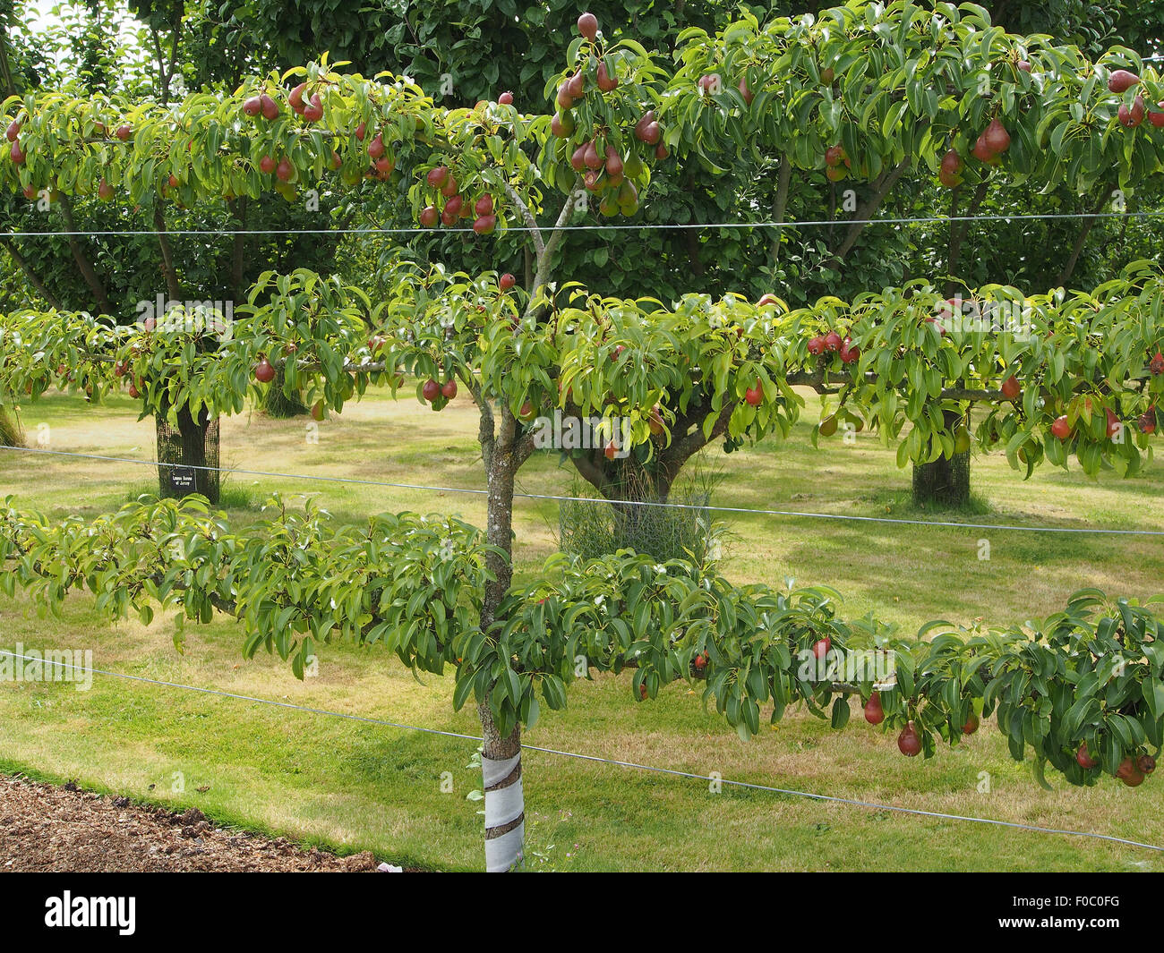 Espalier trained pear (variety Louise Bonne of Jersey) growing in an ...