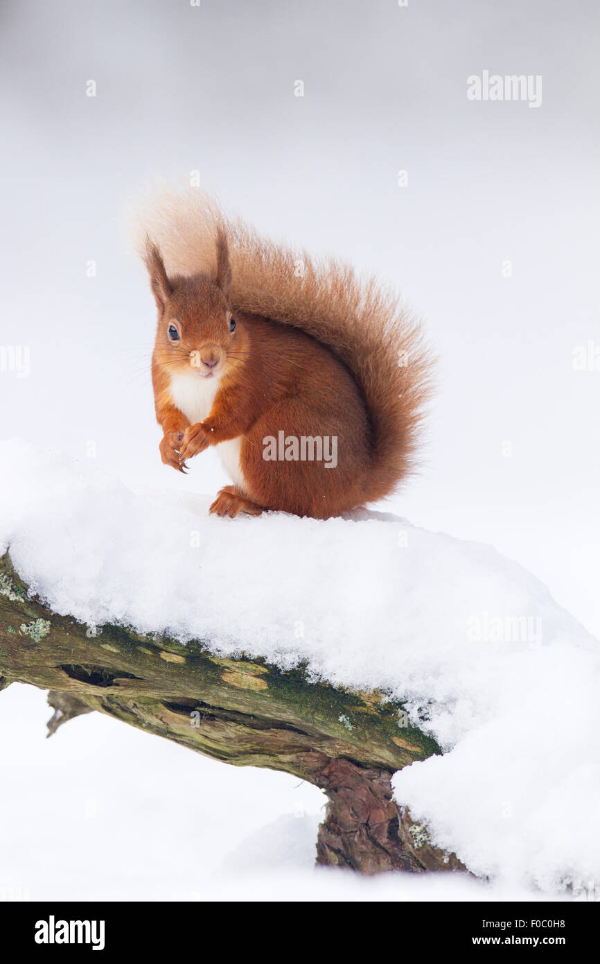 Red Squirrel (Sciurus vulgaris) on snow-covered log in winter Stock ...