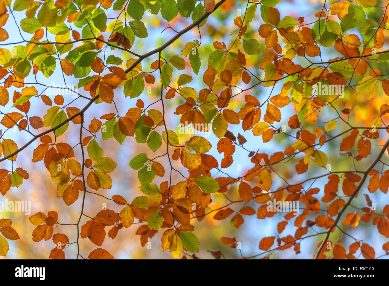 Beauty leaf tree hi-res stock photography and images - Alamy