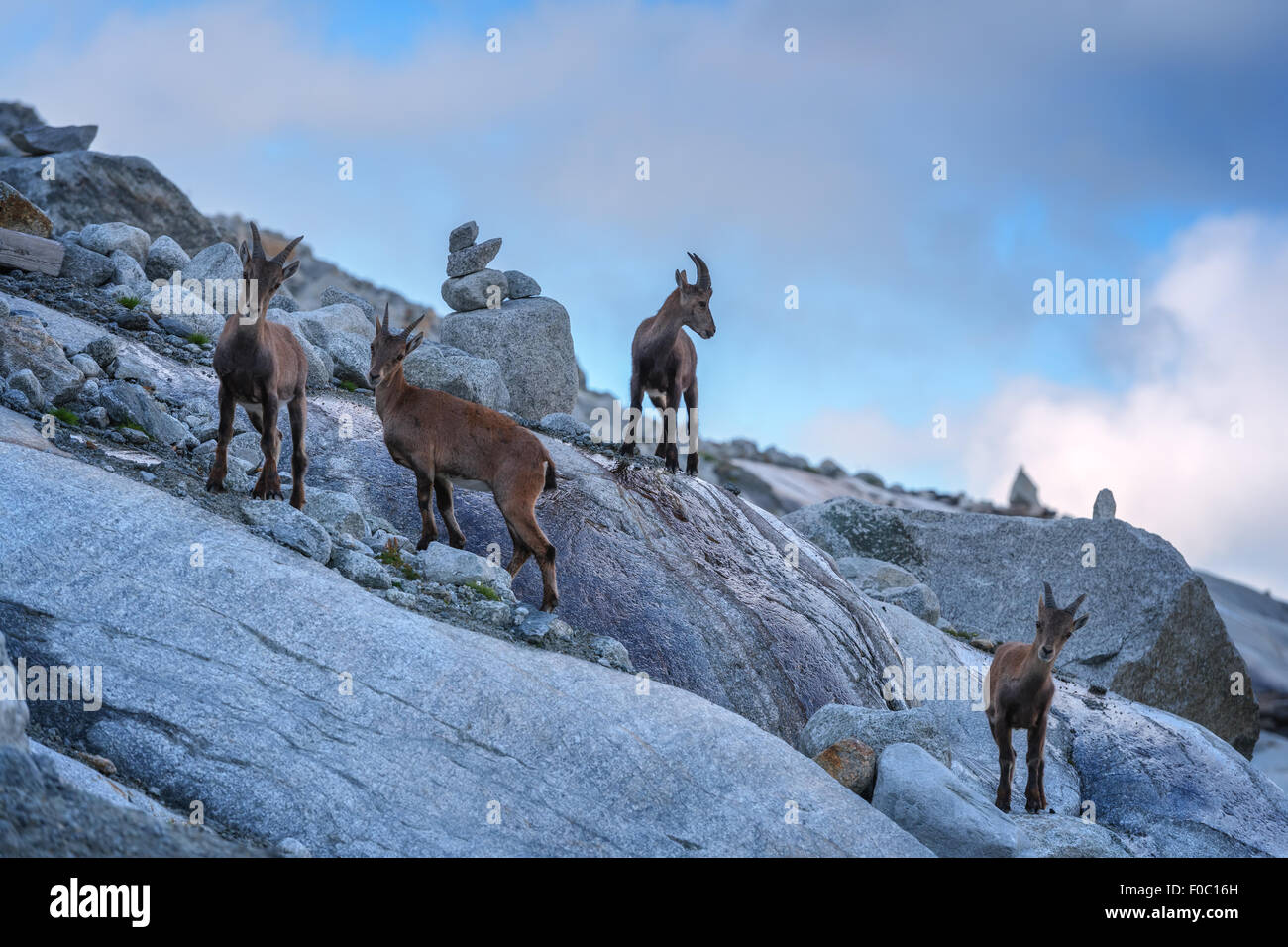 Wild mountain goats in Alps rock Stock Photo - Alamy