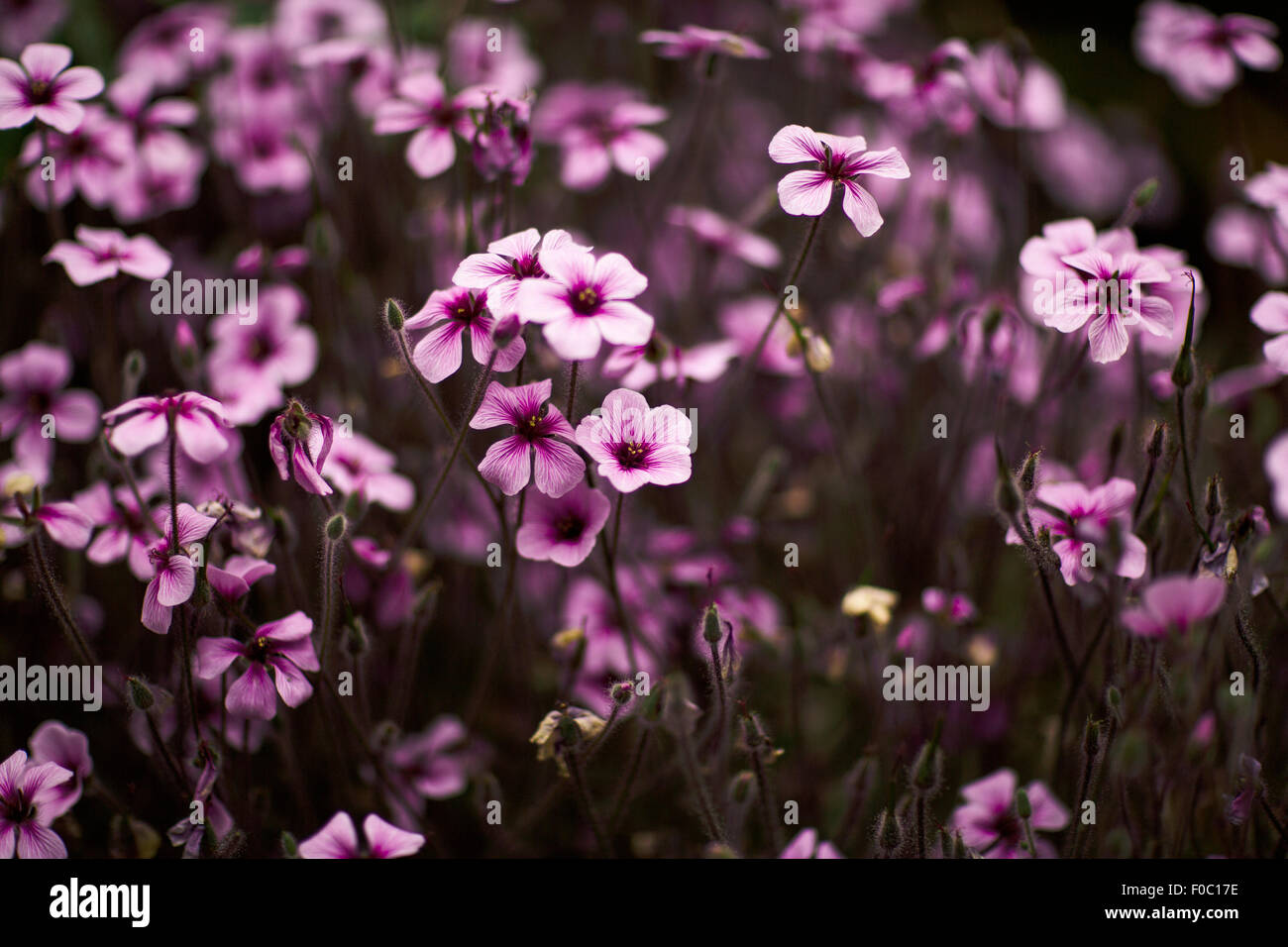 Flowers for the park hi-res stock photography and images - Alamy