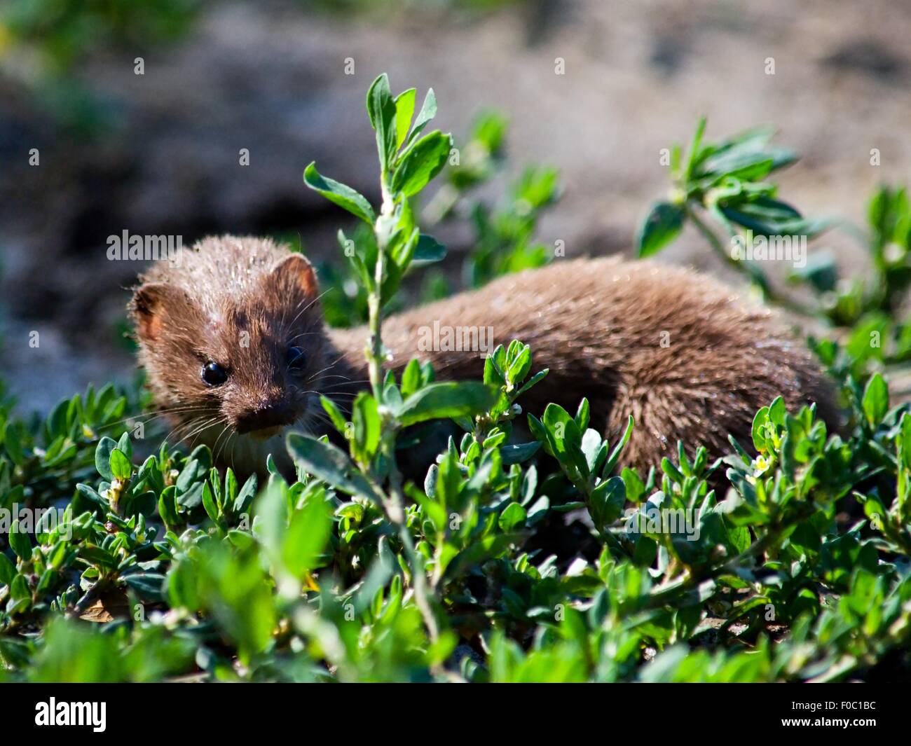 Weasel and stoat hi-res stock photography and images - Alamy