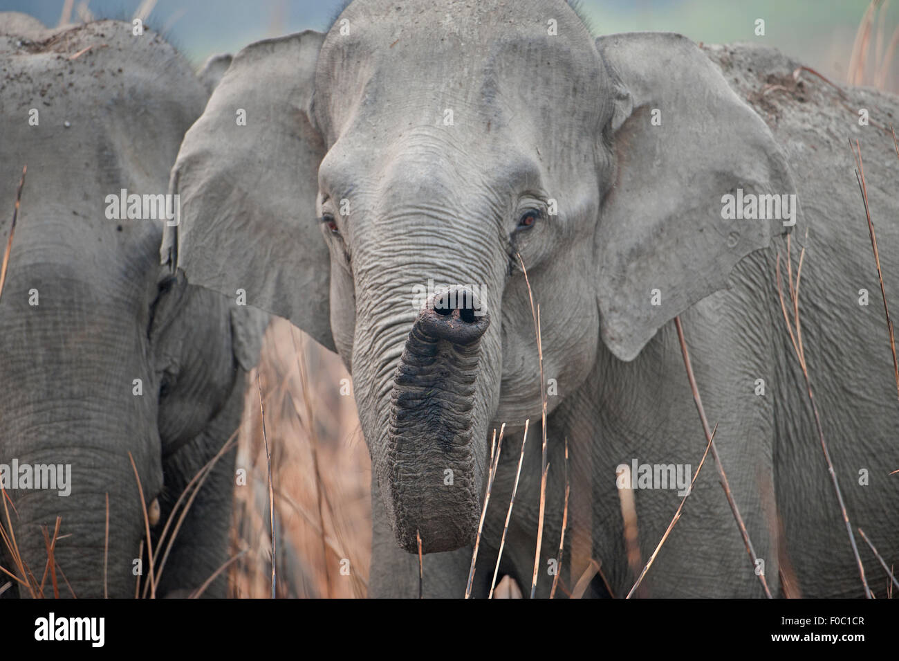 The Elephant smelling shot in Kaziranga national park, Assam, India ...