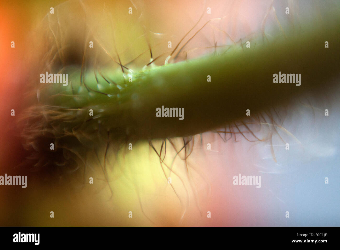 Flower and stem hi-res stock photography and images - Alamy