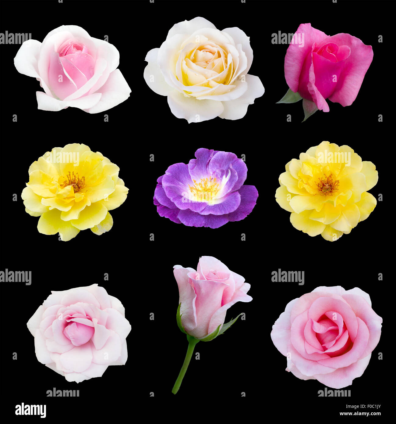 collage of nine roses Stock Photo - Alamy
