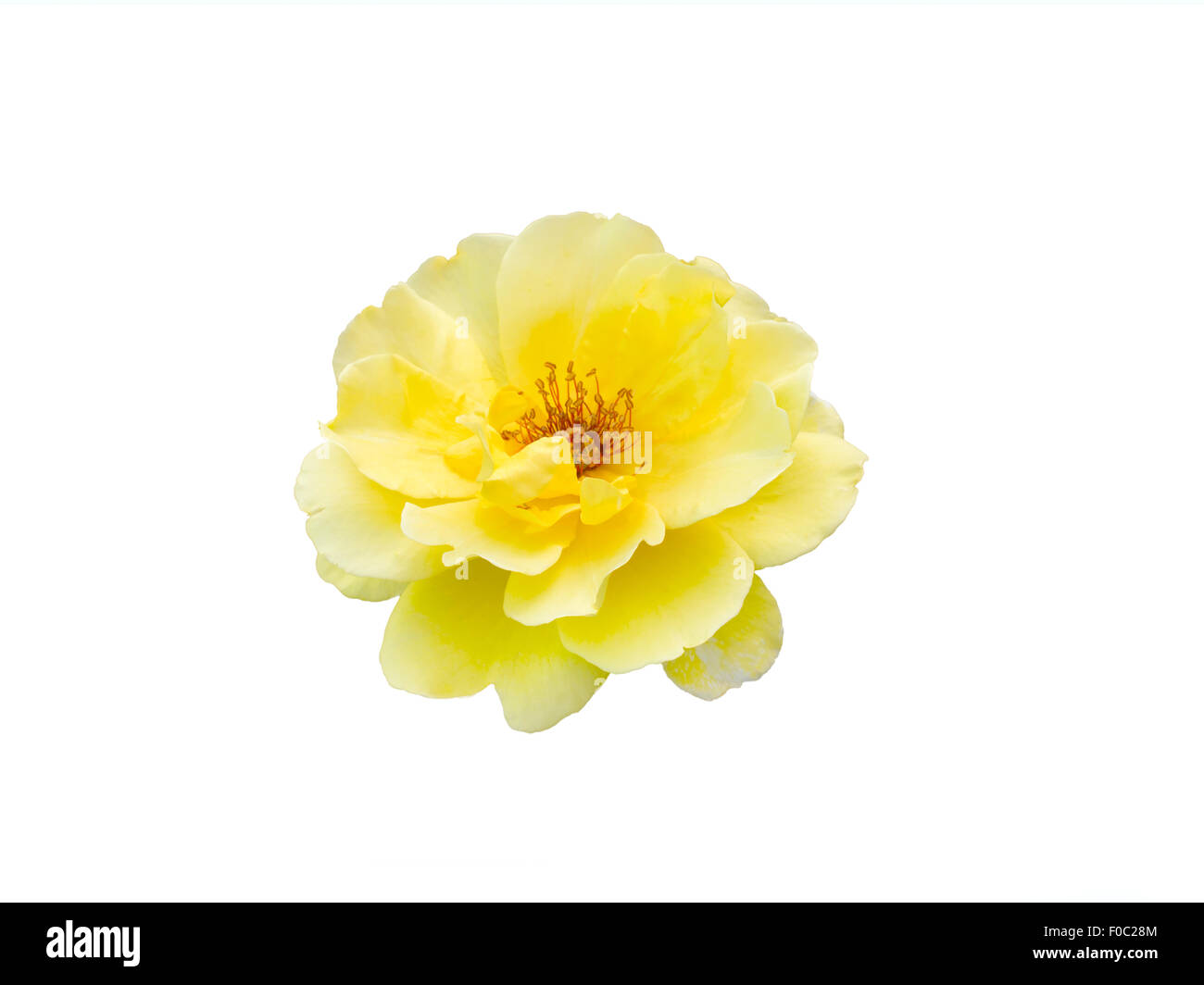Beautiful single rose Cut Out Stock Images & Pictures - Alamy