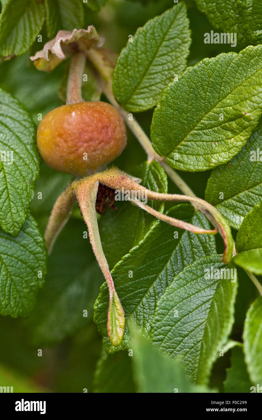 Rosehip hi-res stock photography and images - Alamy
