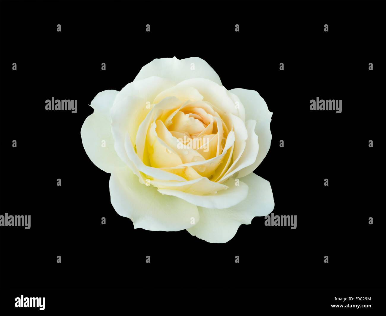Single yellow flower hi-res stock photography and images - Alamy
