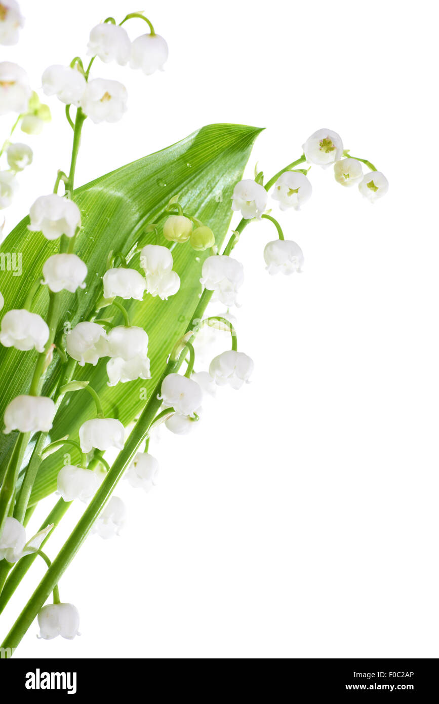 White flowers lilies of the valley isolated on white background Stock Photo - Alamy