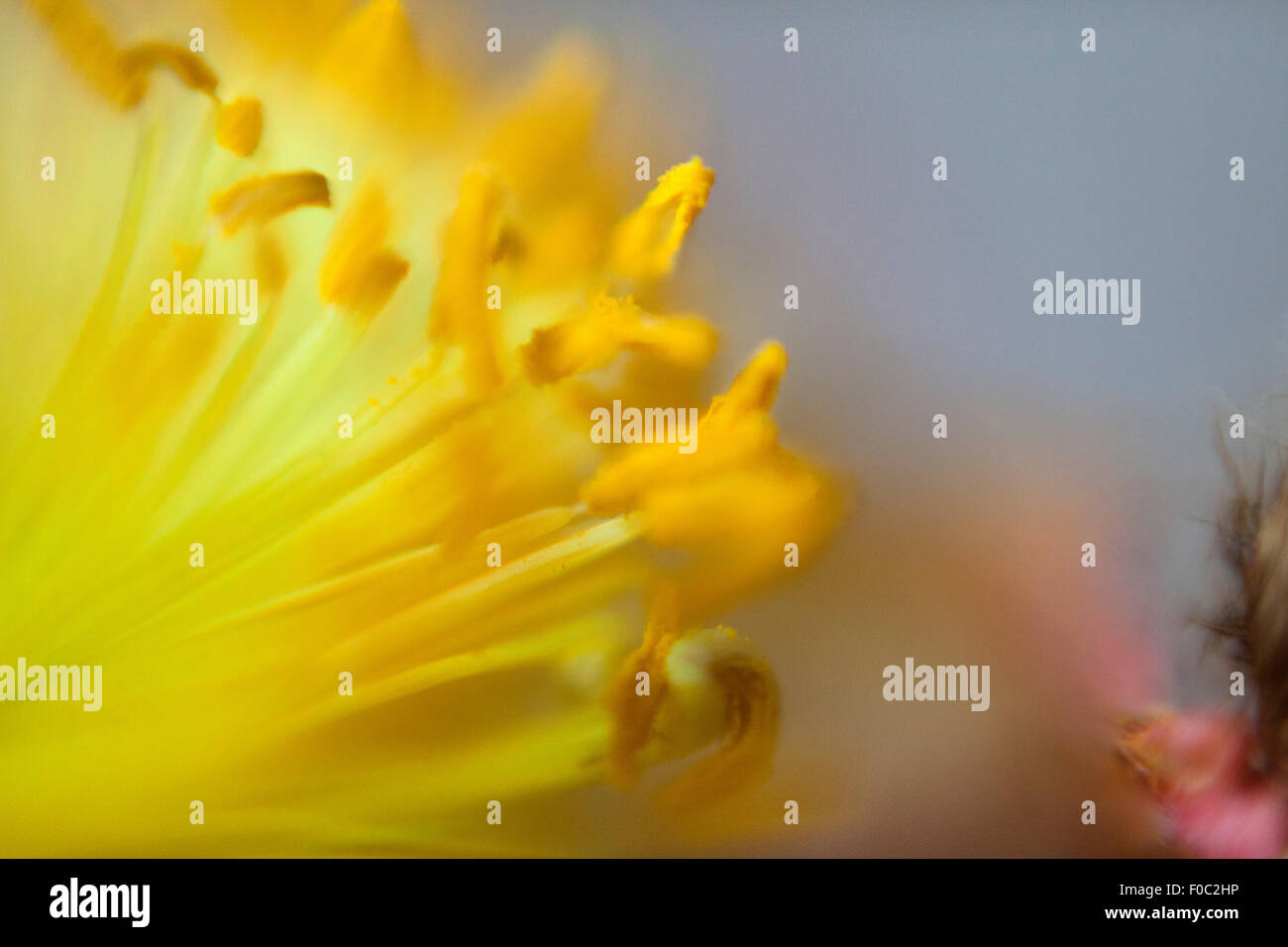 Pollens hi-res stock photography and images - Alamy