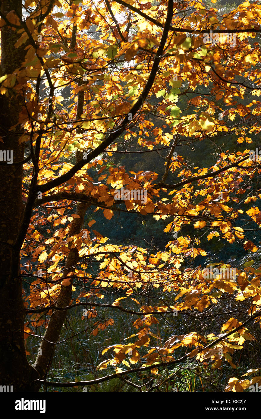 Brown leaves on a tree in English woodlands in autumn Stock Photo - Alamy