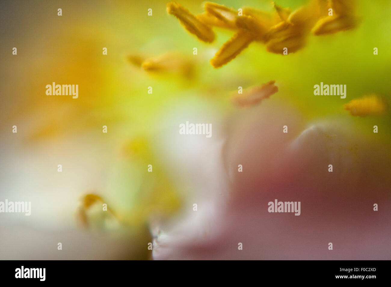Extreme close-up of yellow flower pollens Stock Photo - Alamy