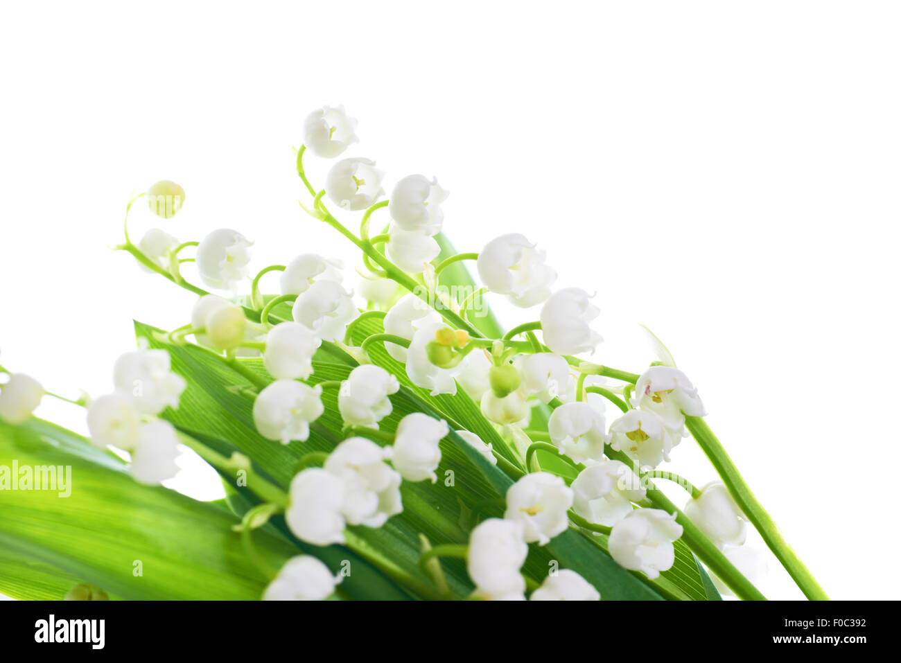 White flowers lilies of the valley isolated on white background Stock Photo - Alamy