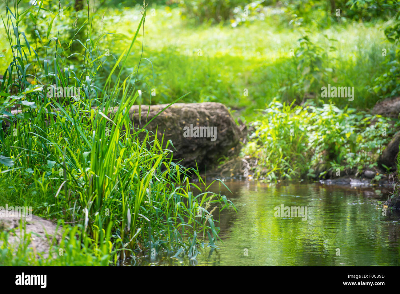 Stream in the tropical forest. Environment sunny landscape Stock Photo ...