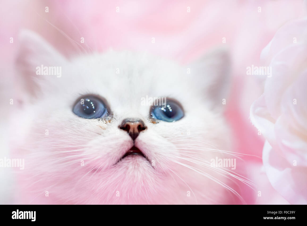 Little cute white cat kitten on the pink background Stock Photo - Alamy
