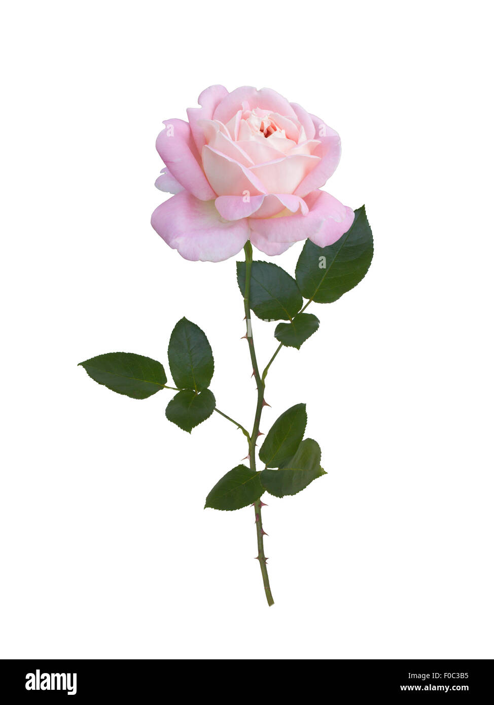 Pink spike Cut Out Stock Images & Pictures - Alamy