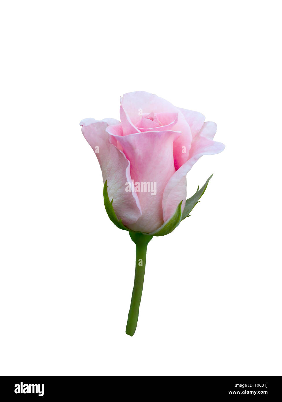 Native rose Cut Out Stock Images & Pictures - Alamy