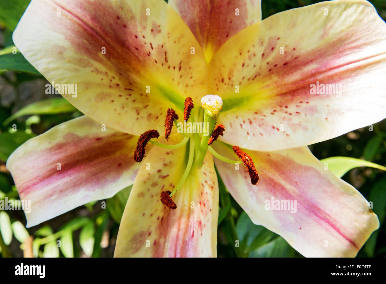 Closeup pistil of Blooming Lilium Stock Photo - Alamy