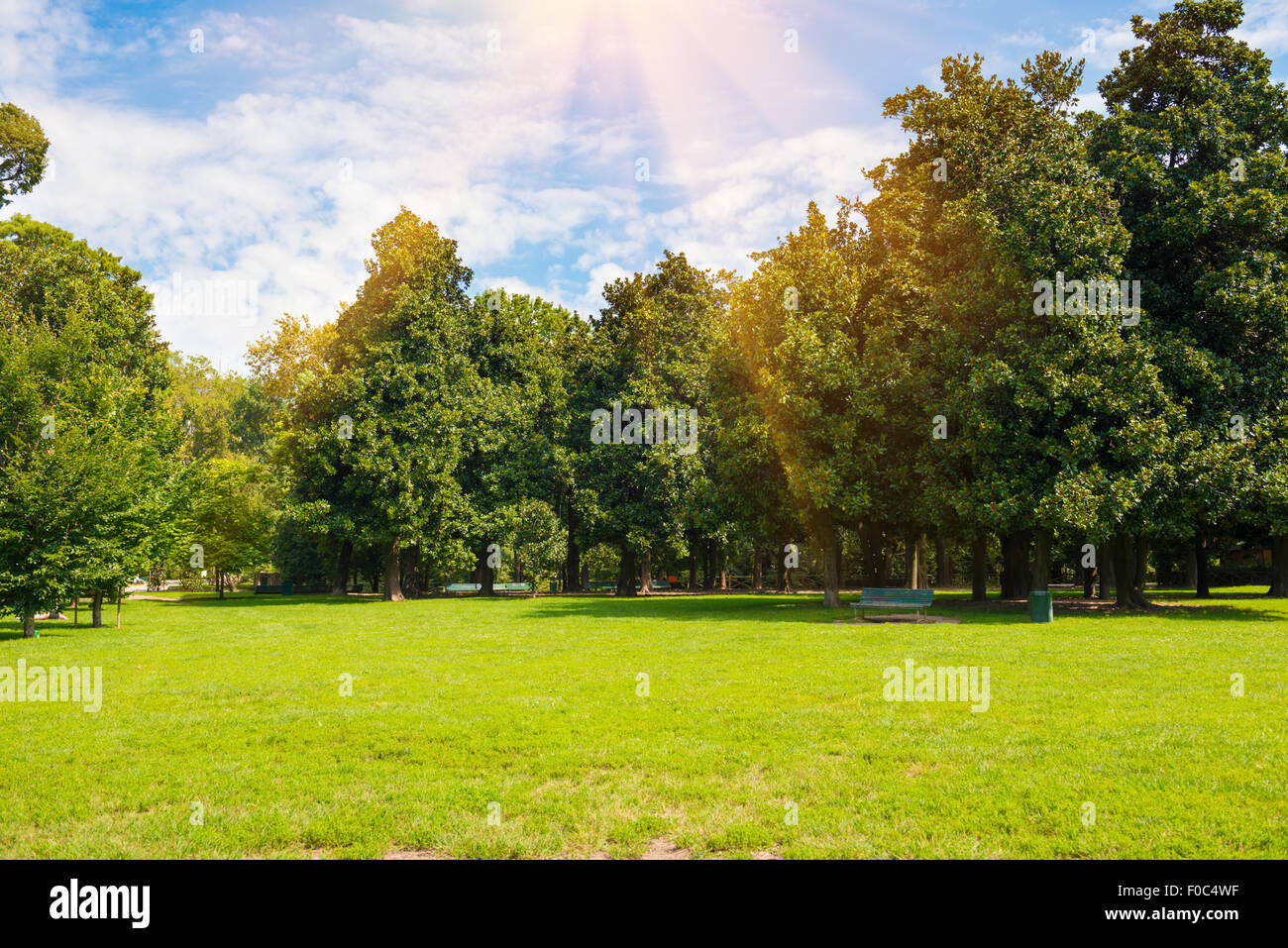 Green lawn- trees in park under sunny light with sun beams Stock Photo ...