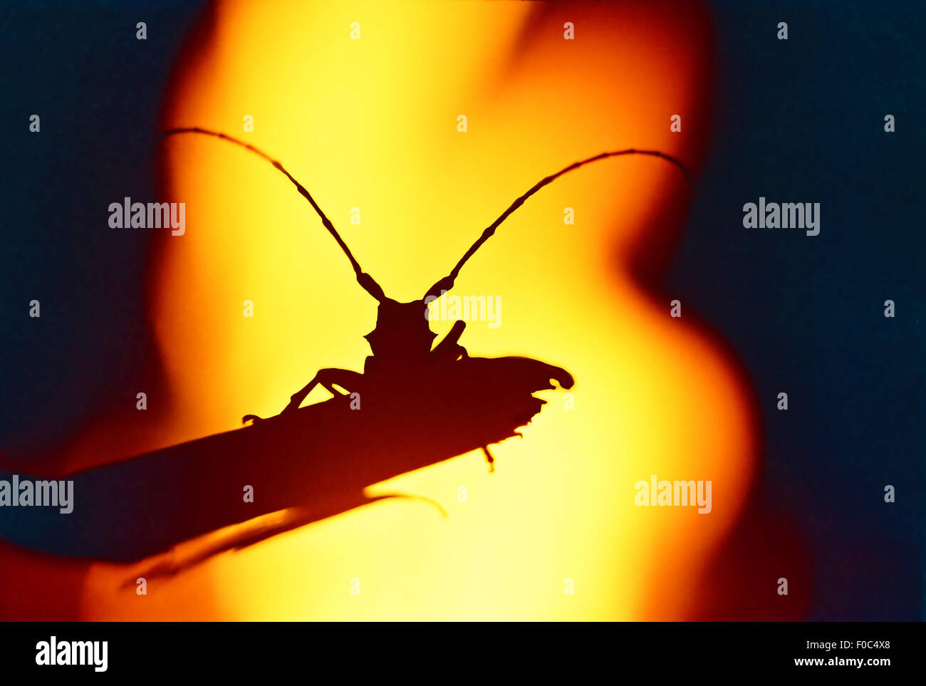 Black Fire Beetle High Resolution Stock Photography and Images - Alamy