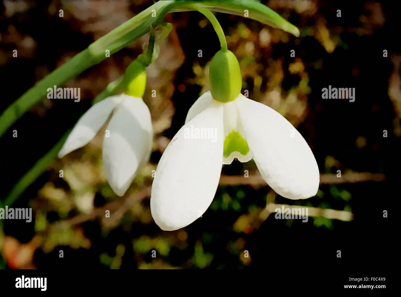 Hanging snowdrop flower hi-res stock photography and images - Alamy