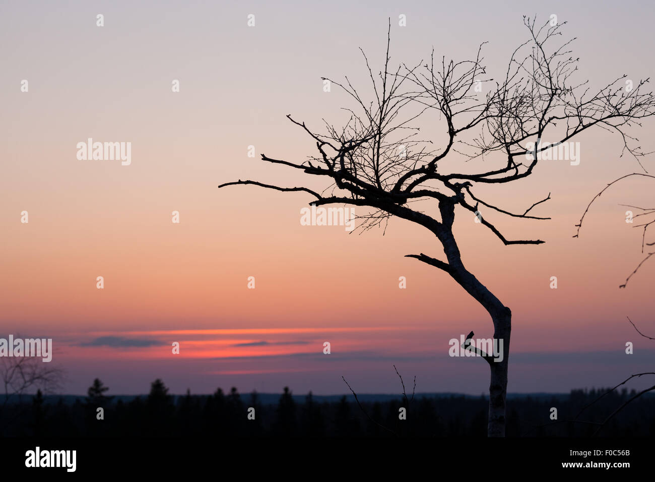 Small tree silhouette after sunset Stock Photo - Alamy