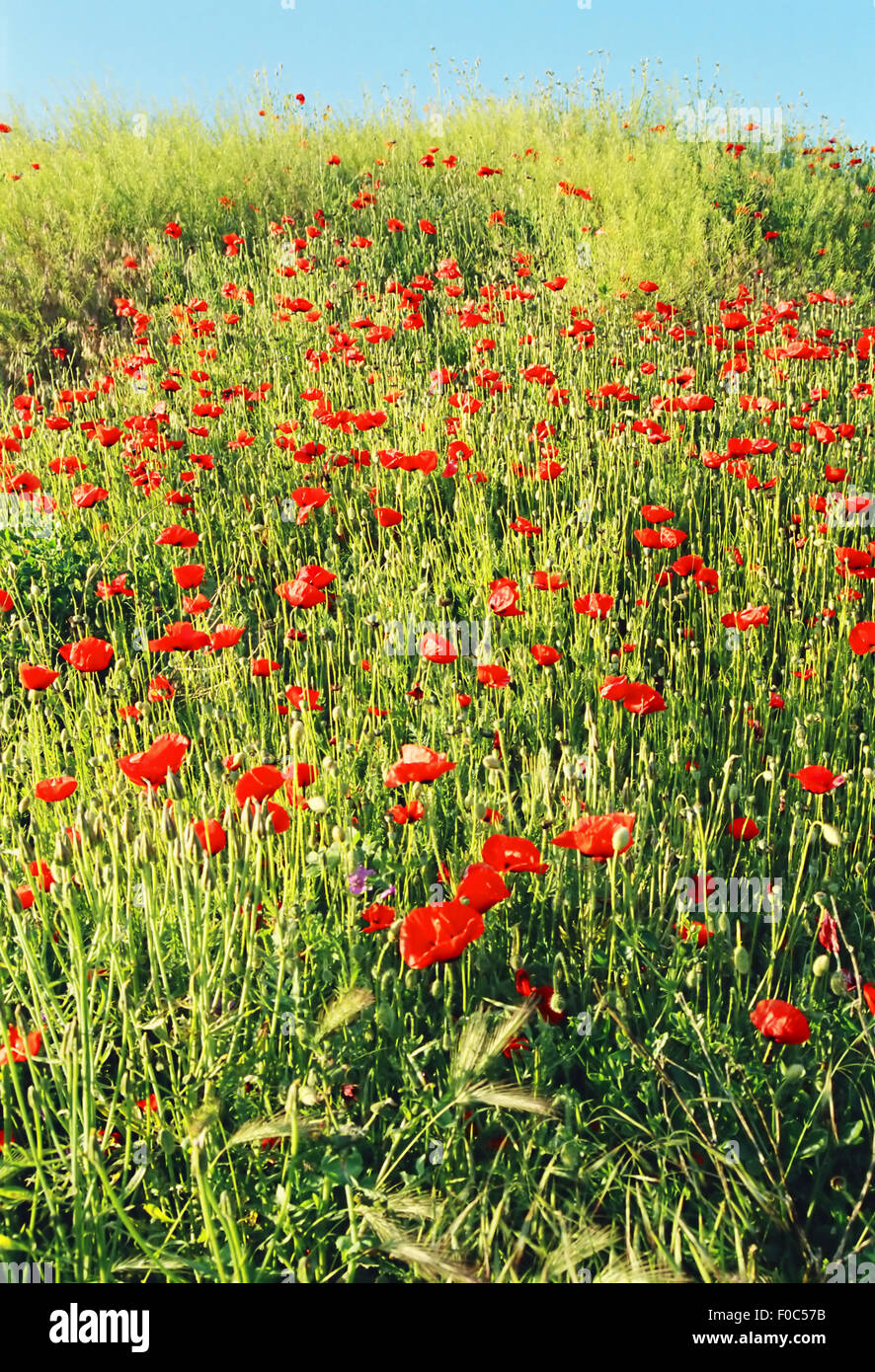 Field of poppy. Ukraine, Crimea, Khersones Stock Photo - Alamy