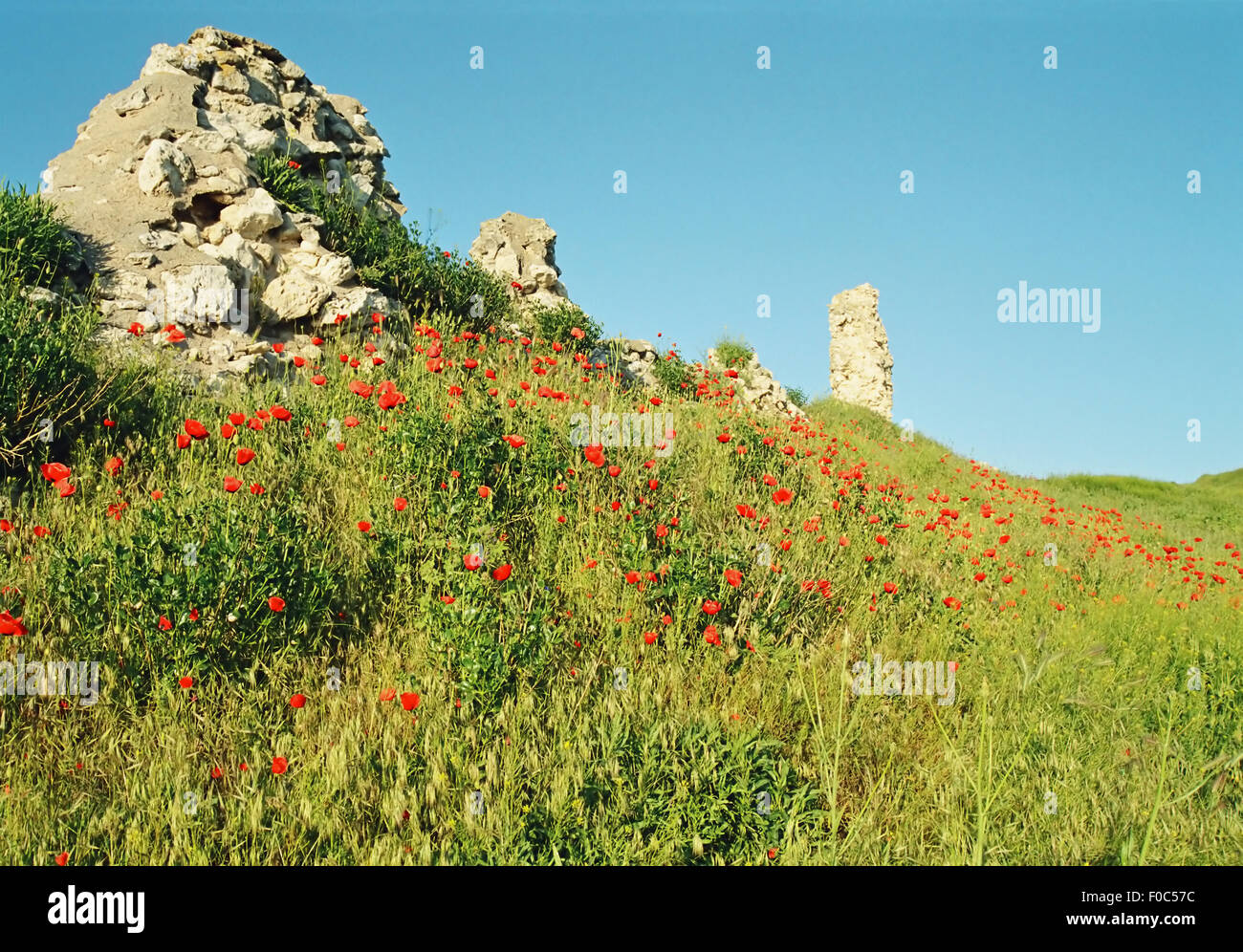 Field of poppy. Antique Chersonesos, Ukraine Stock Photo - Alamy