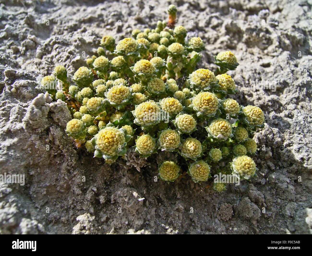 Only one known species hi-res stock photography and images - Alamy