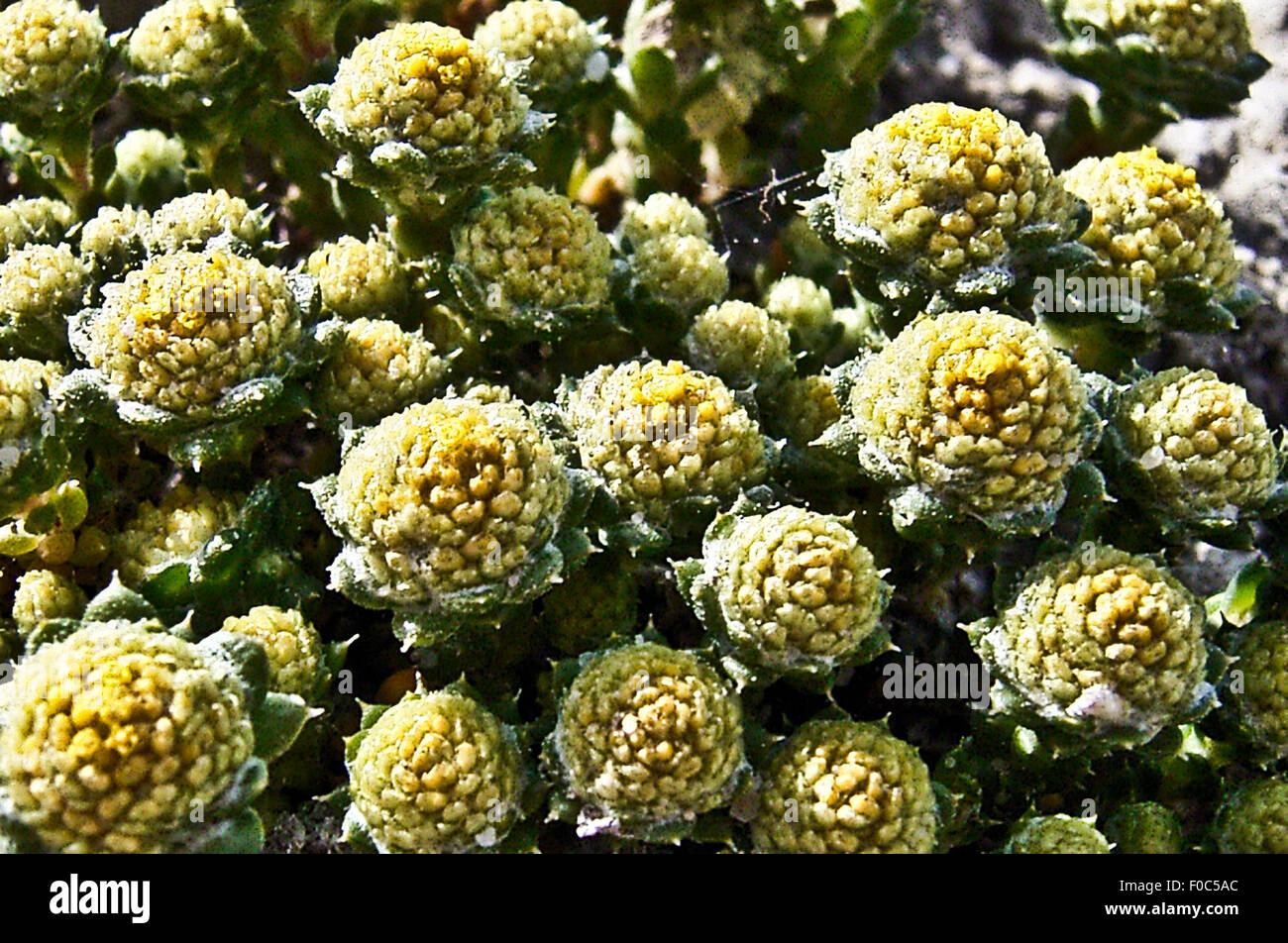 Western Australia. 12th Aug, 2015. Photo provided by Department of ...