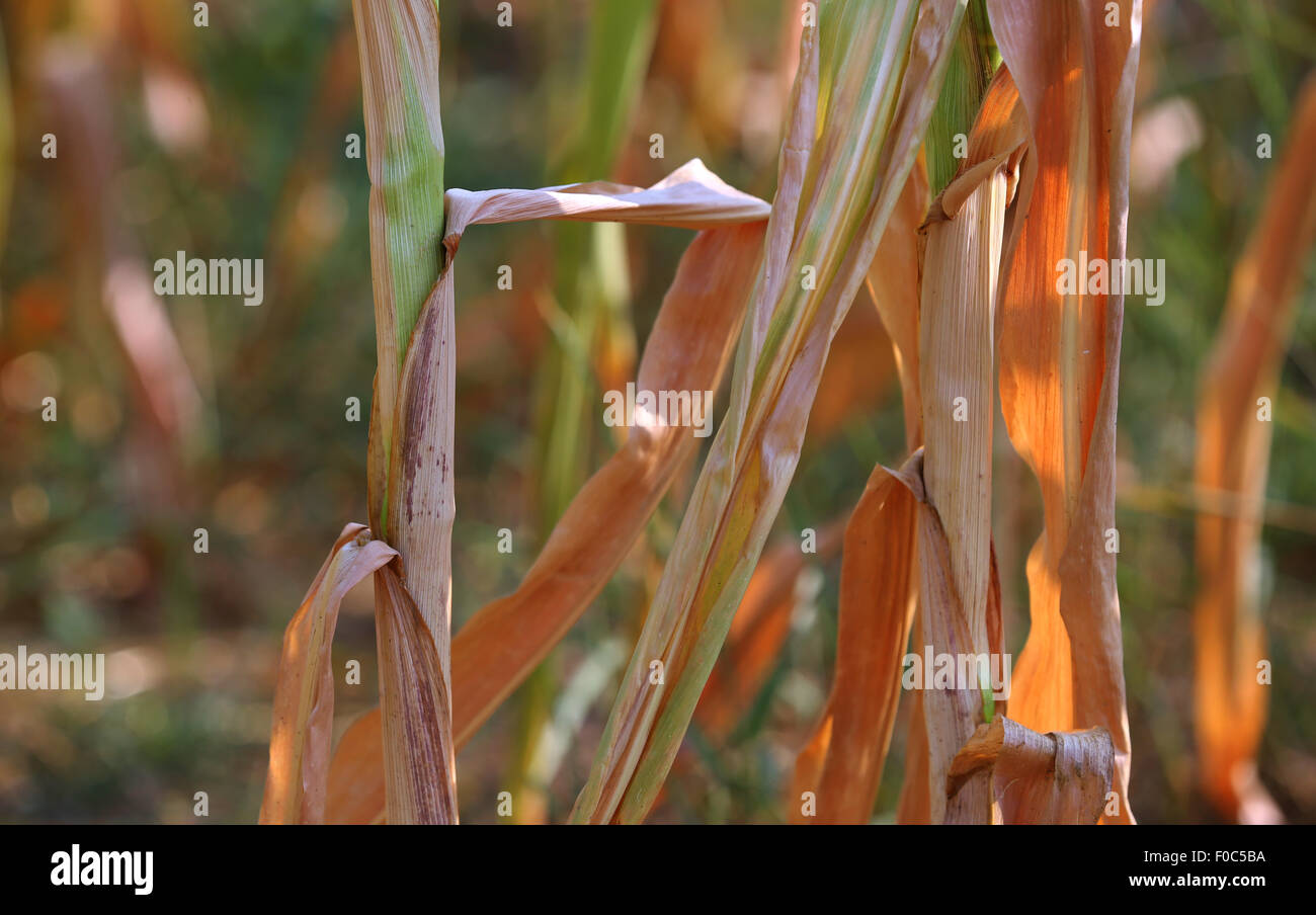 Manching germany 12th aug 2015 hi-res stock photography and images - Alamy