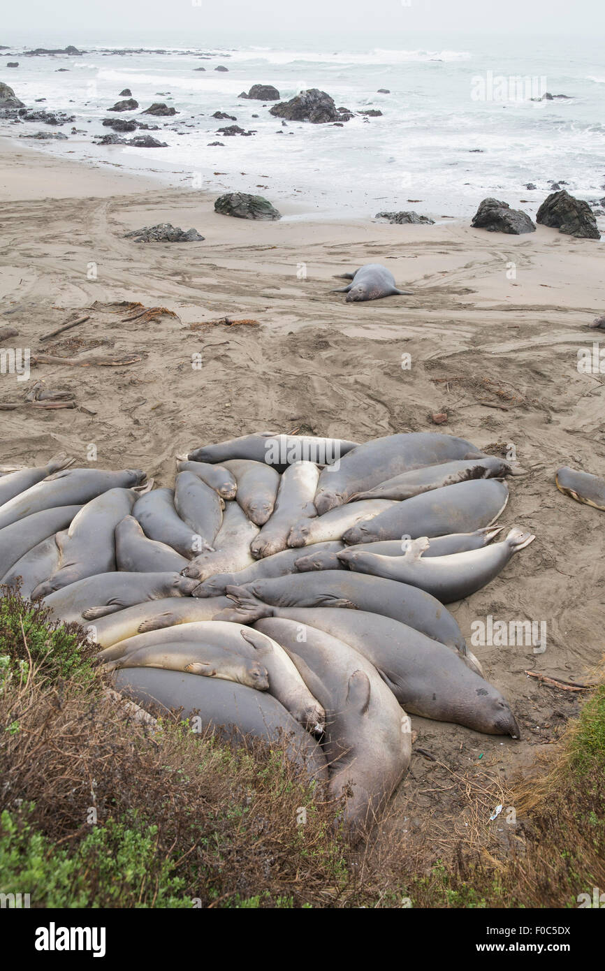 High angle view of seals relaxing on beach Stock Photo - Alamy