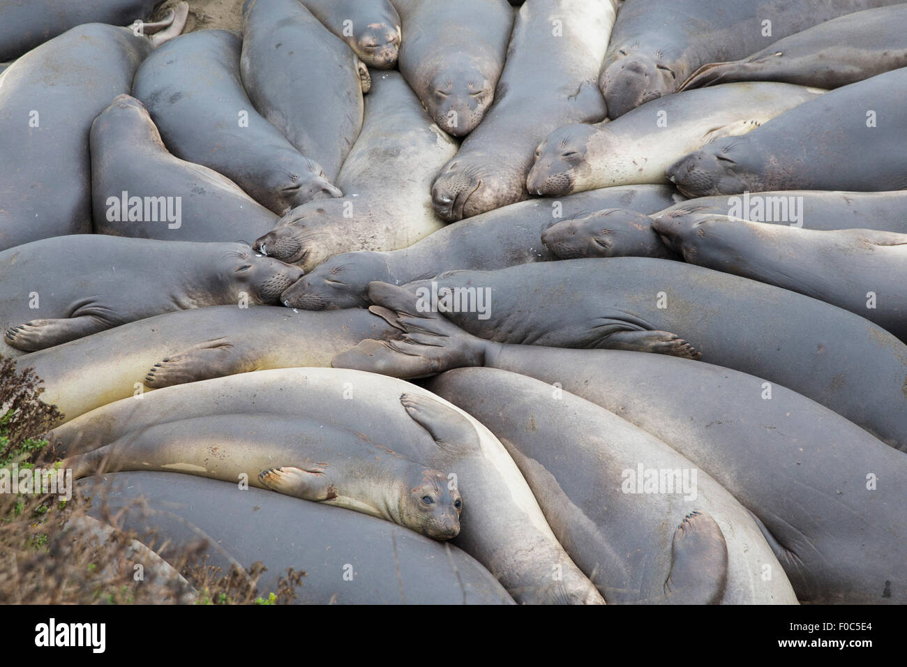 Relaxing seals hi-res stock photography and images - Alamy