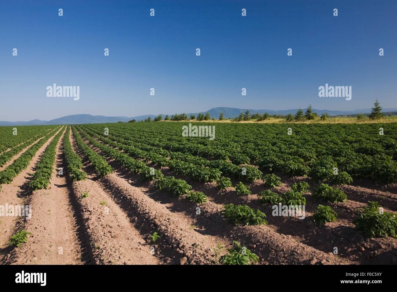 Large crop field in summer Stock Photo - Alamy