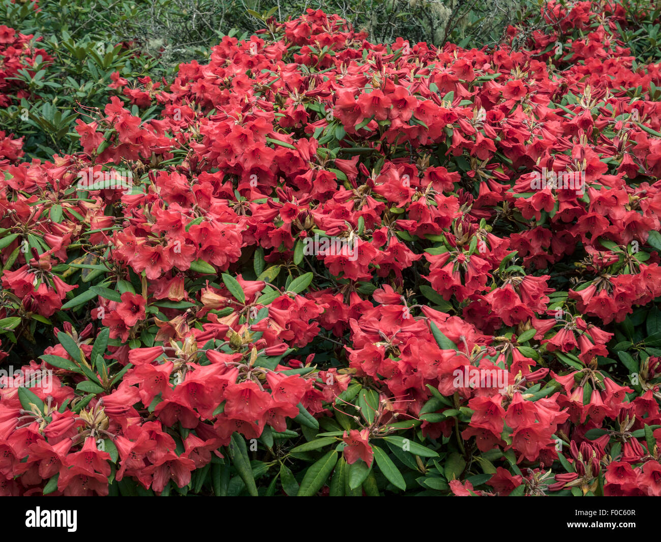 Rhododendron scotland hi-res stock photography and images - Alamy
