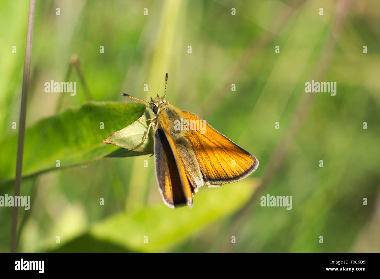 Essex Skipper/ European Skipper Stock Photo - Alamy