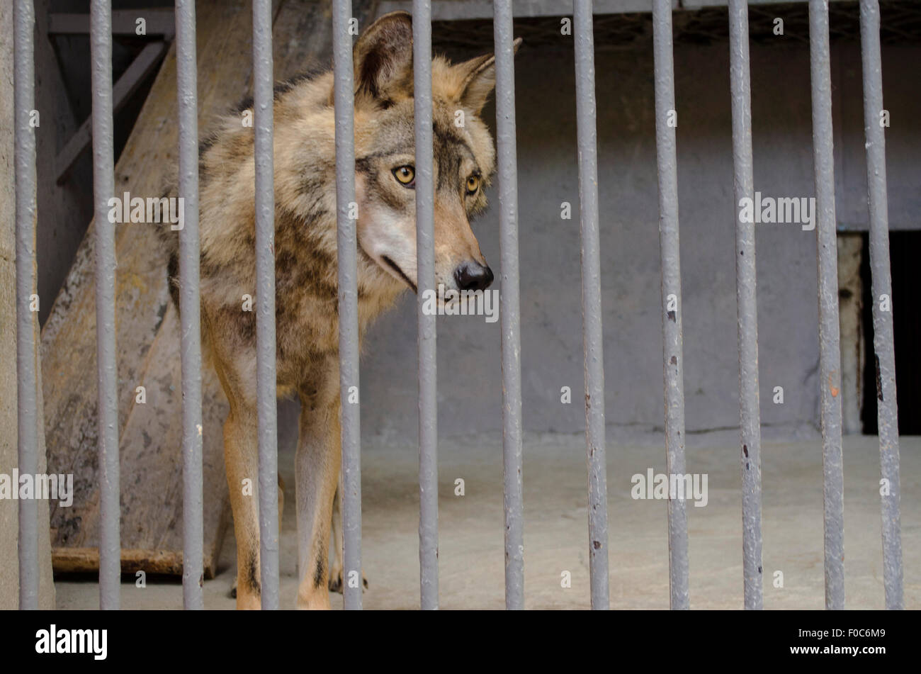 Young the gray wolf in a cage behind the bars Stock Photo - Alamy
