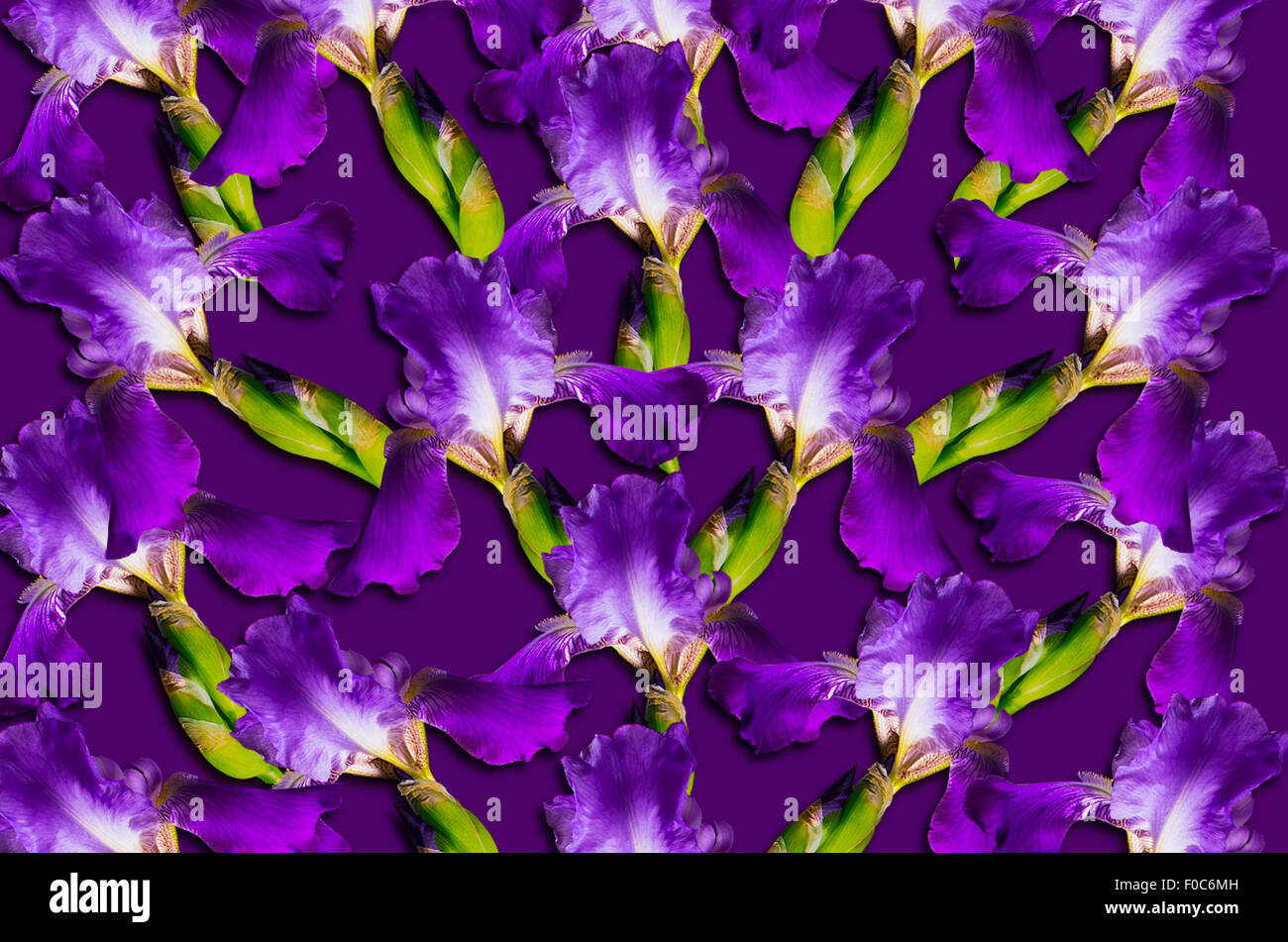 Pattern with purple iris flowers on a purple background Stock Photo - Alamy