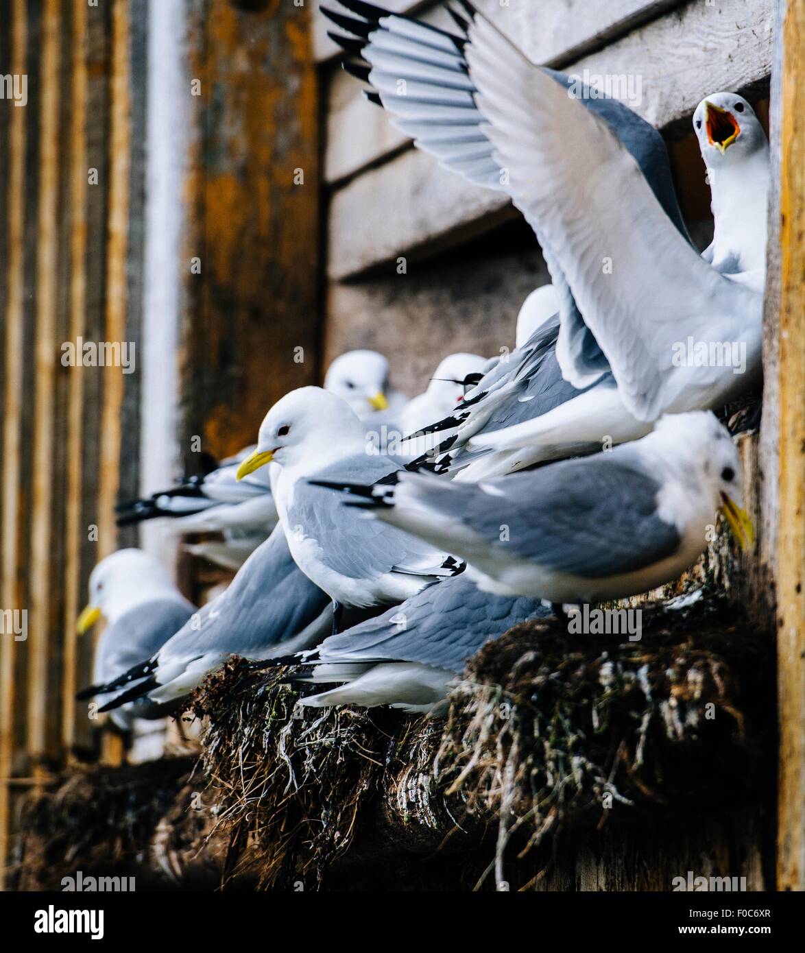 Group of gulls hi-res stock photography and images - Alamy