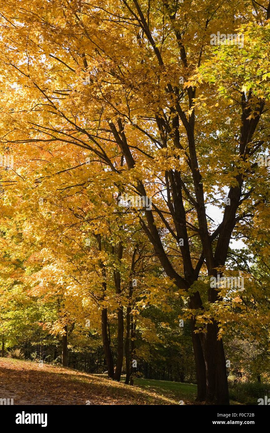 Canadian Maple Trees Stock Photos & Canadian Maple Trees Stock Images ...