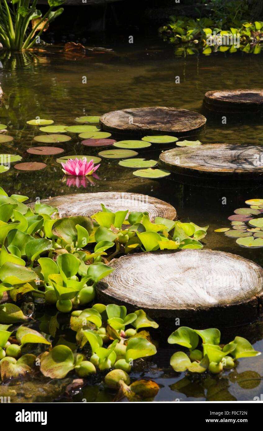 Garden pond water stepping stones hi-res stock photography and images ...