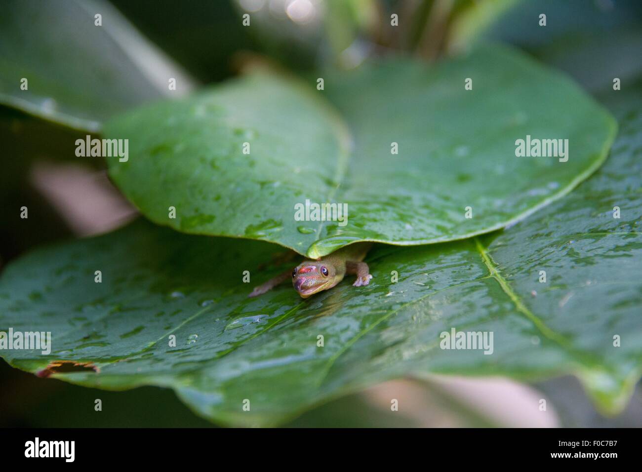 Gecko hiding under leaves hi-res stock photography and images - Alamy